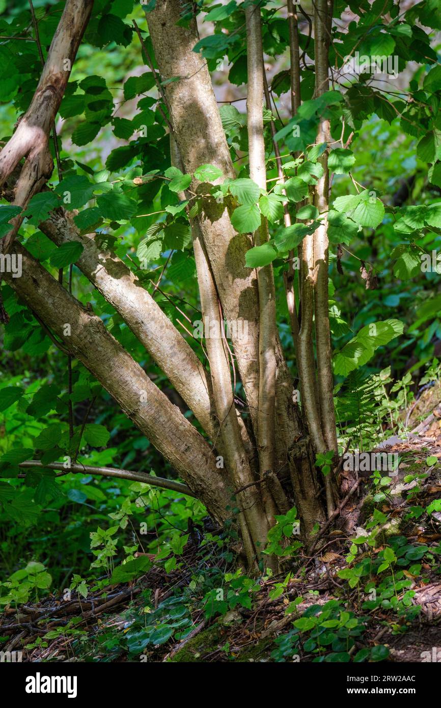 green summer foliage details background with leaves and plants Stock ...