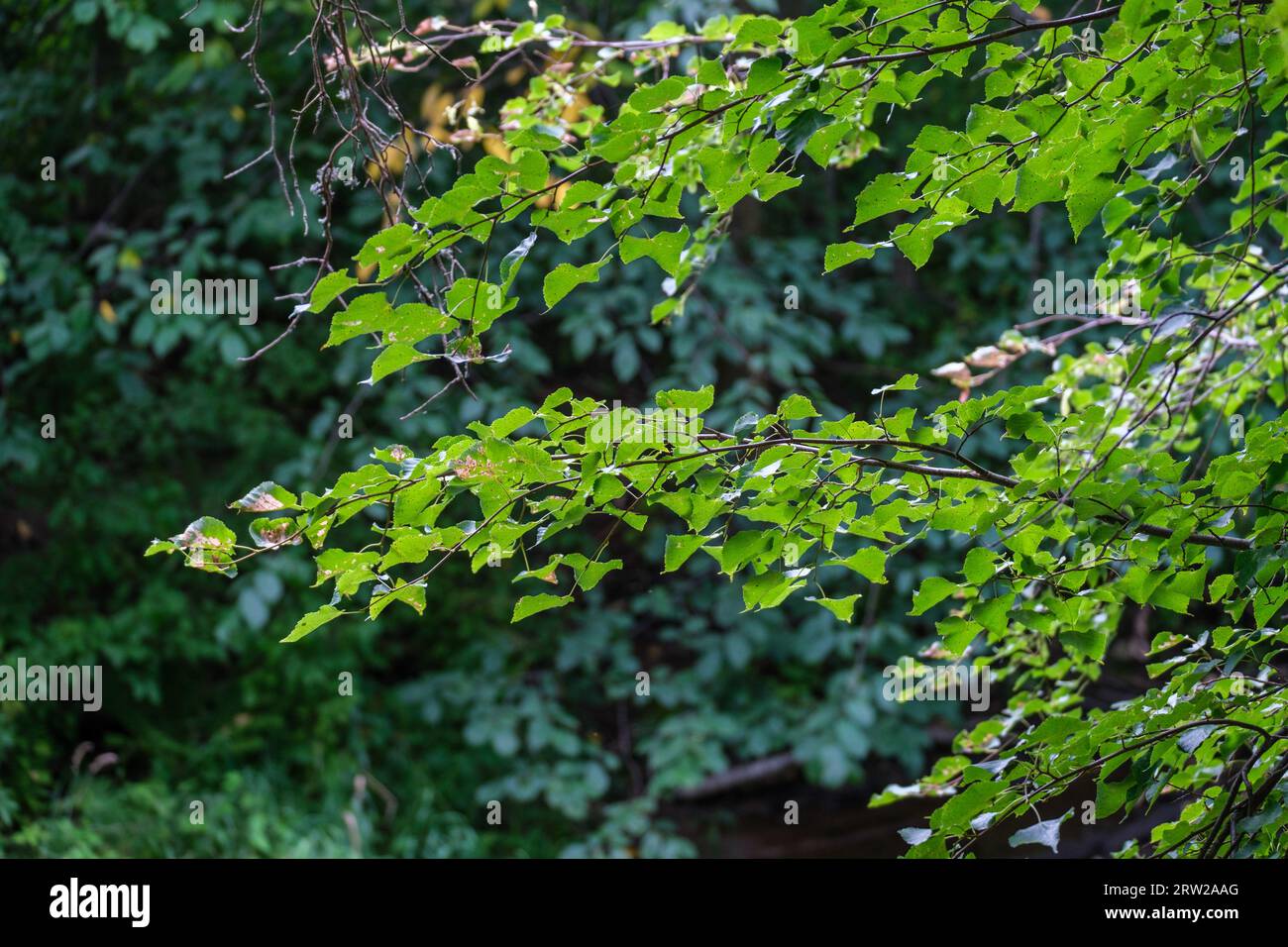 green summer foliage details background with leaves and plants Stock ...
