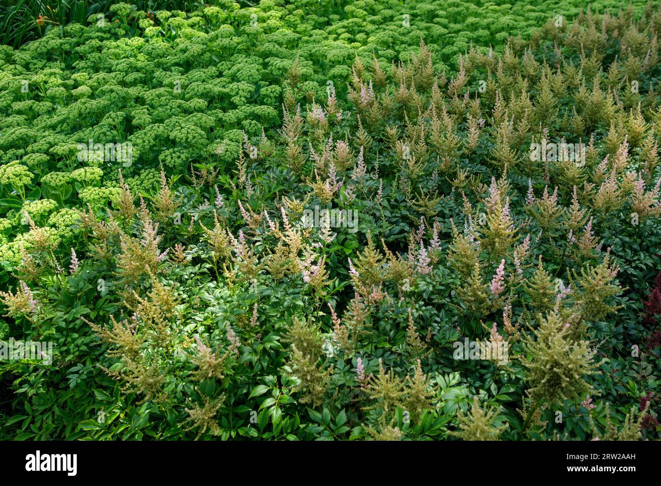 green summer foliage details background with leaves and plants Stock ...