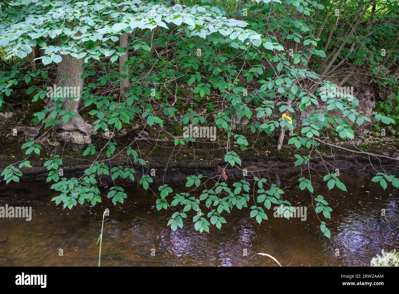 green summer foliage details background with leaves and plants Stock ...