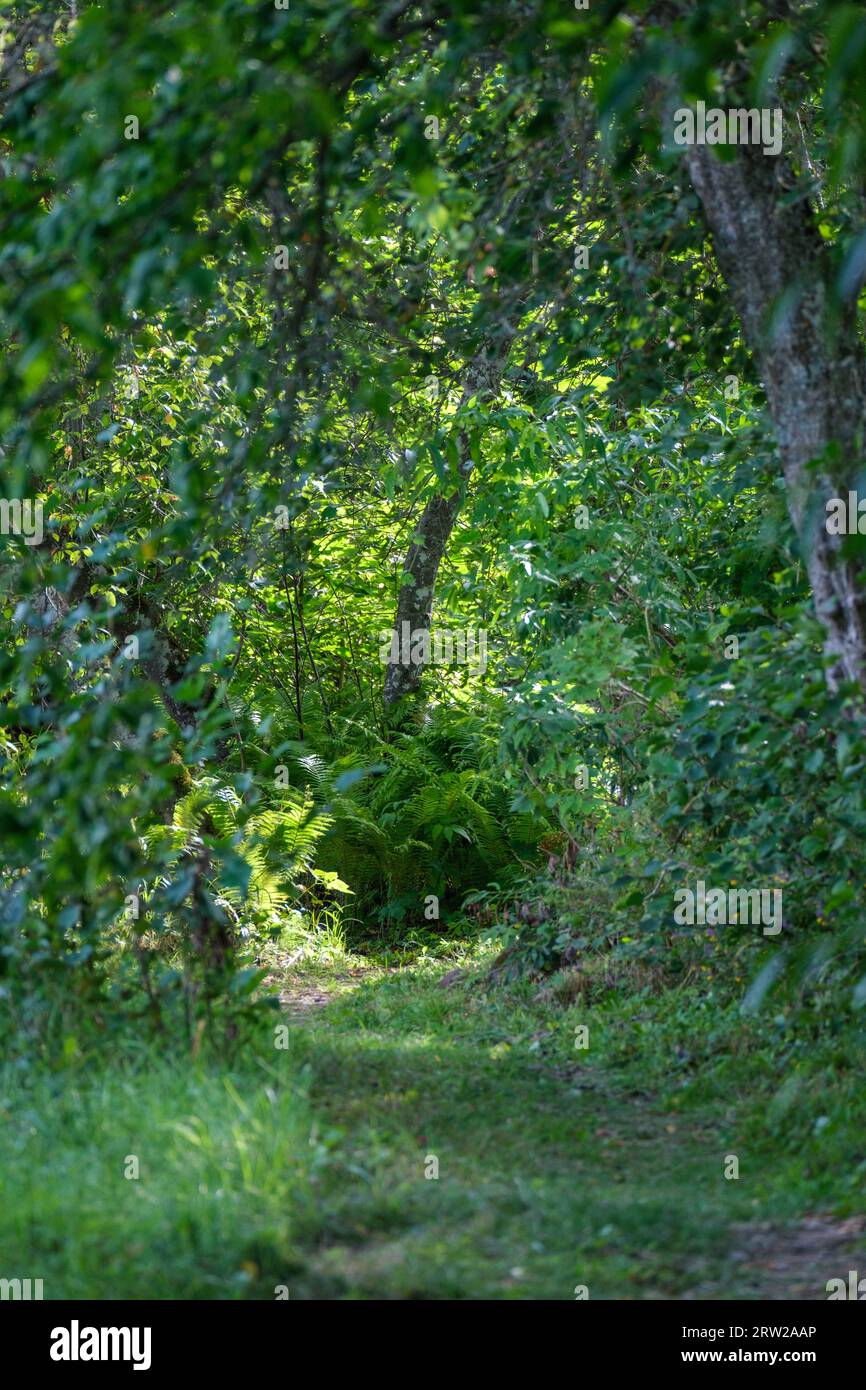 green summer foliage details background with leaves and plants Stock ...