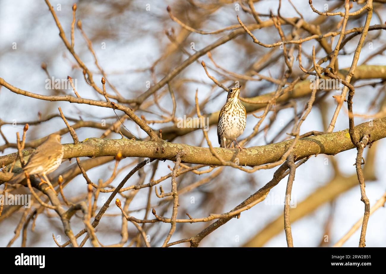 song thrush on a tree in spring Stock Photo - Alamy