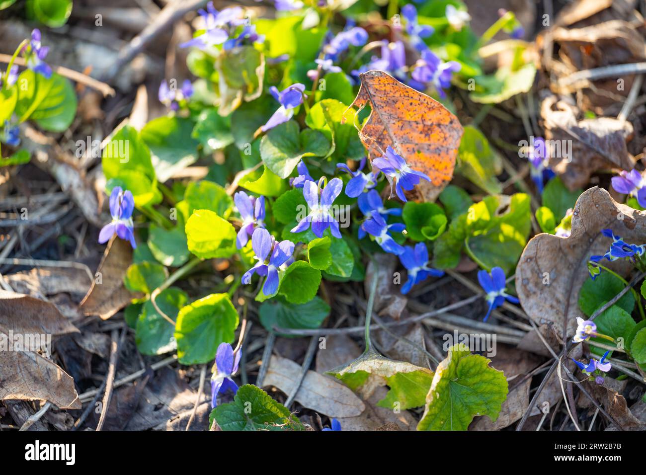 Forest violets growing in hi-res stock photography and images - Alamy