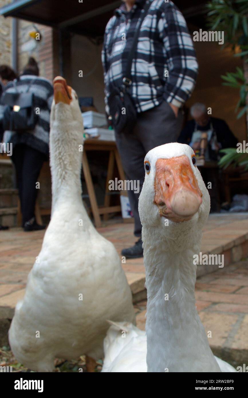 Persona animale hi-res stock photography and images - Alamy