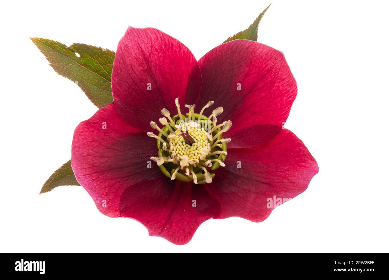 red hellebore flower isolated on white background Stock Photo - Alamy