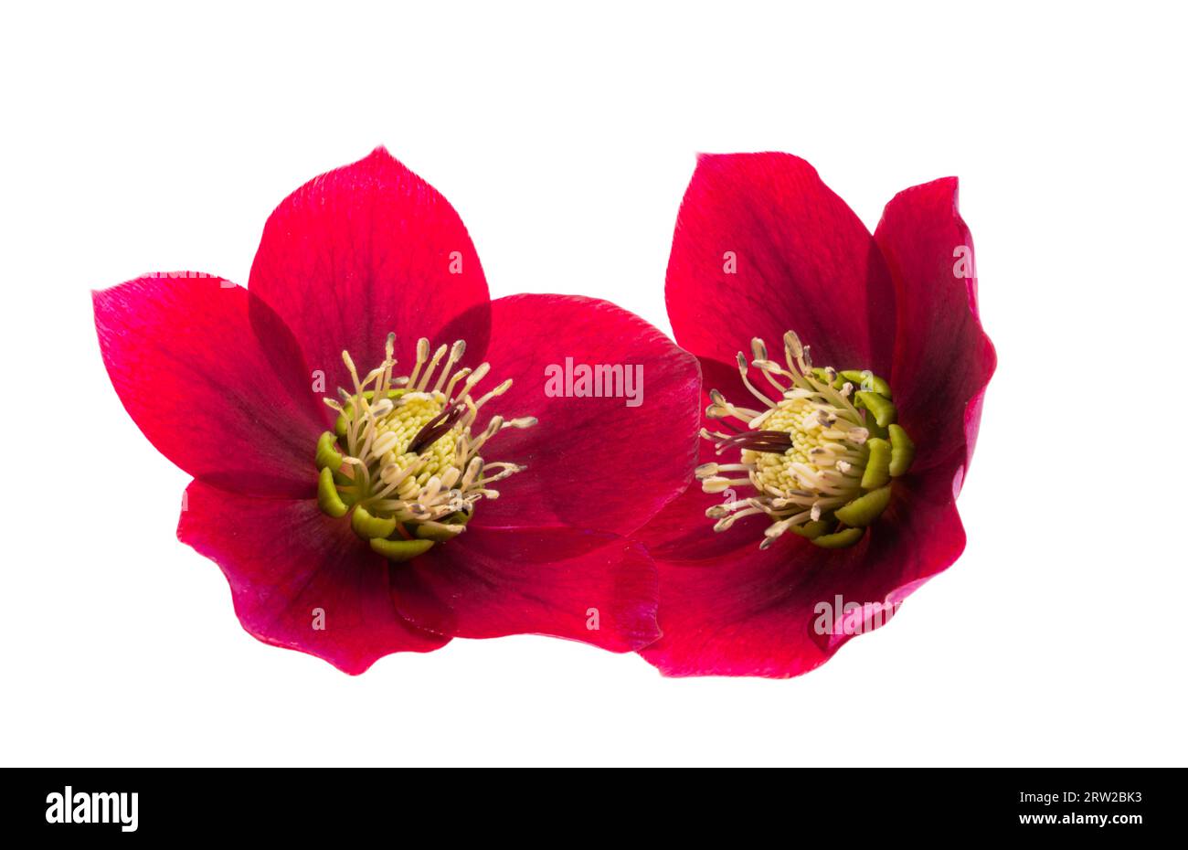 red hellebore flower isolated on white background Stock Photo - Alamy
