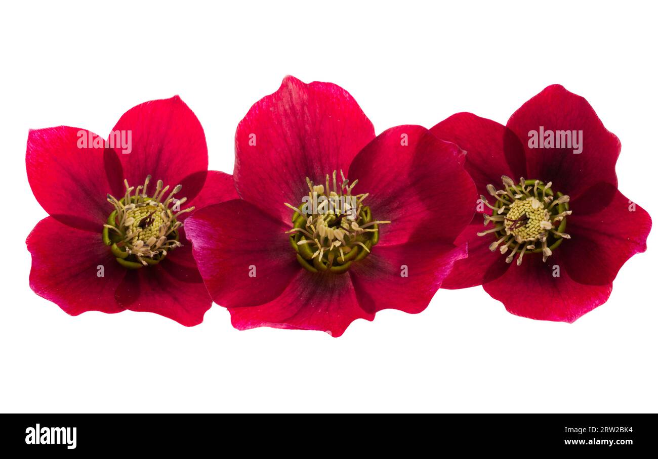 red hellebore flower isolated on white background Stock Photo - Alamy
