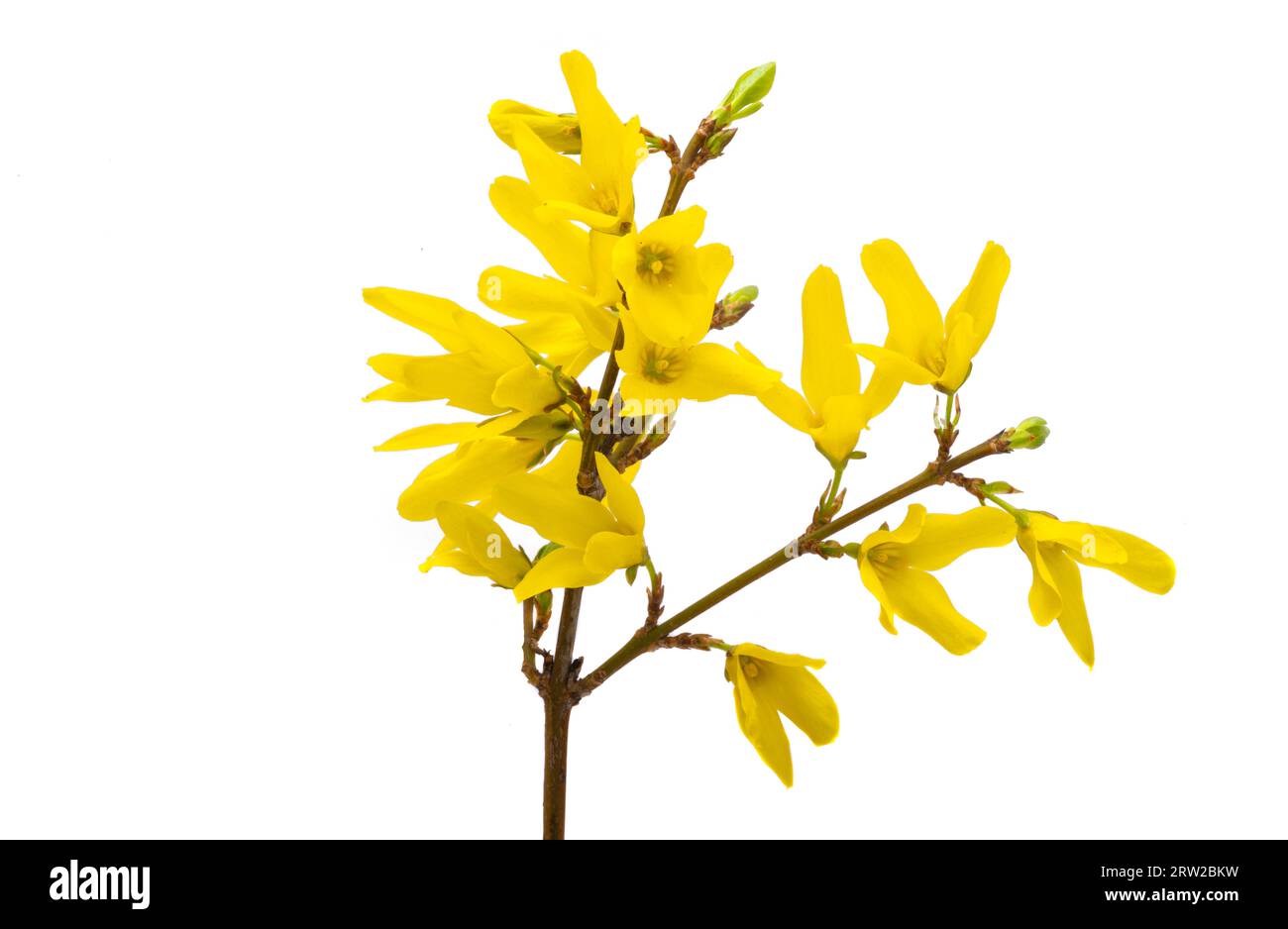 flowering branch of Forsythia Isolated on white background Stock Photo ...