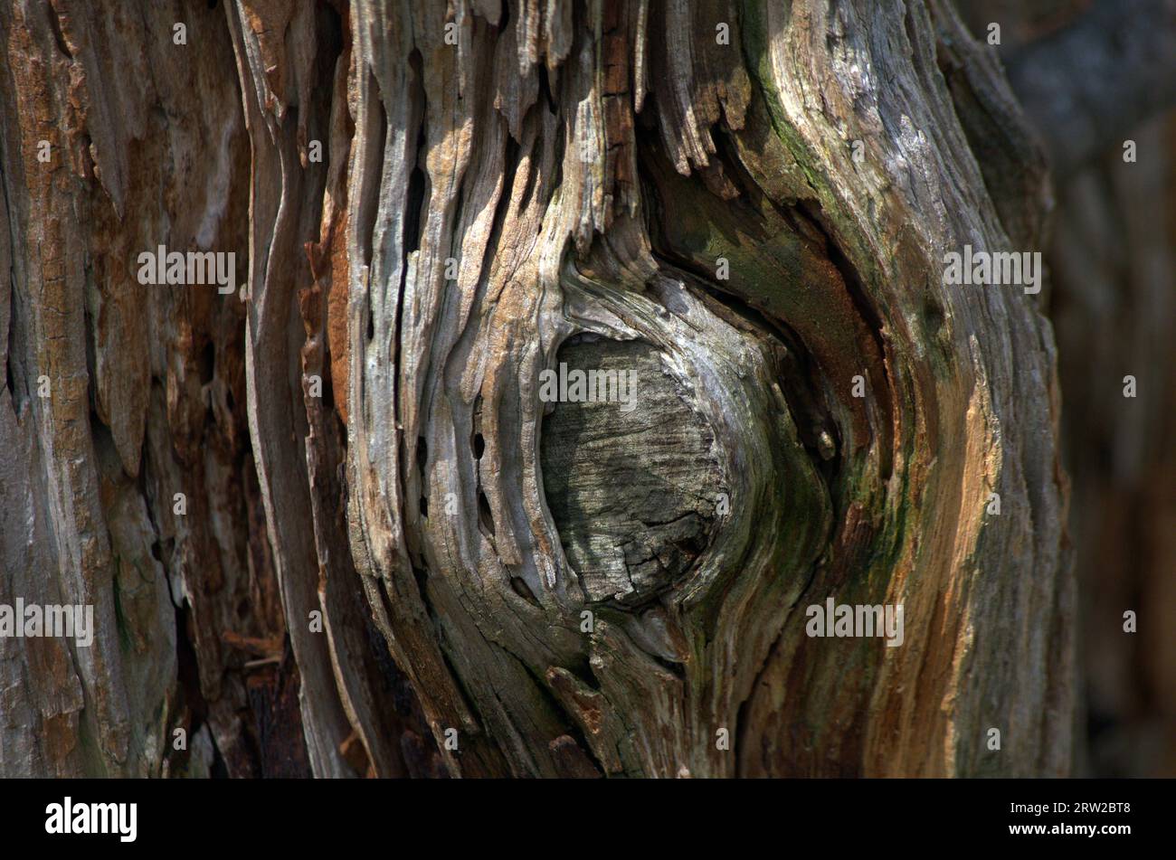 Un tronco hi-res stock photography and images - Alamy