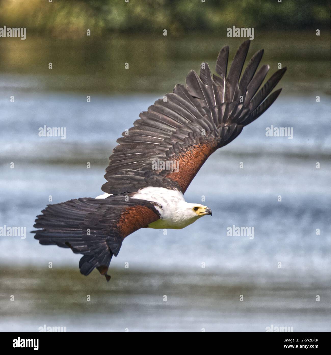 Full wing spread of african fish eagle hi-res stock photography and ...