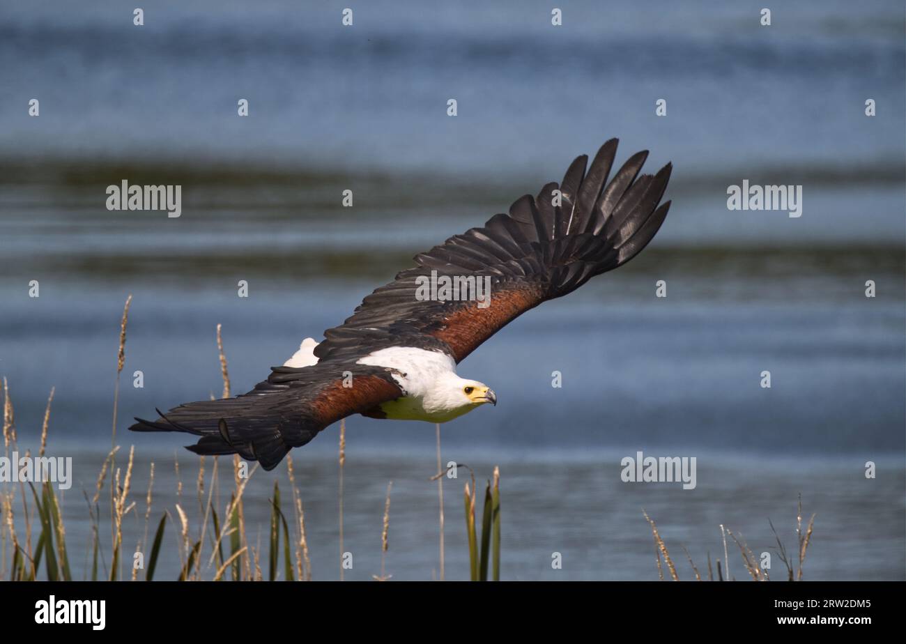 African fish eagle Stock Photo - Alamy