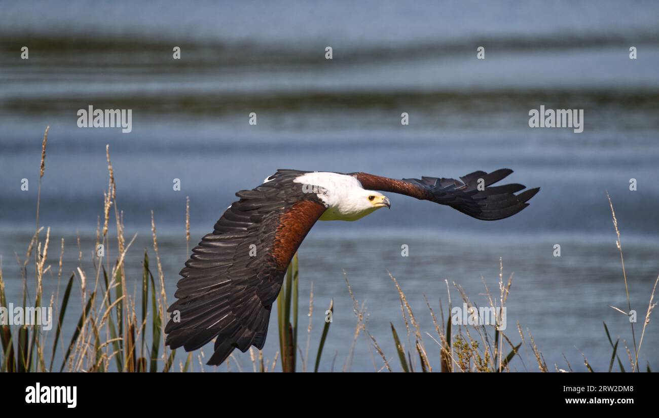 African fish eagle Stock Photo - Alamy