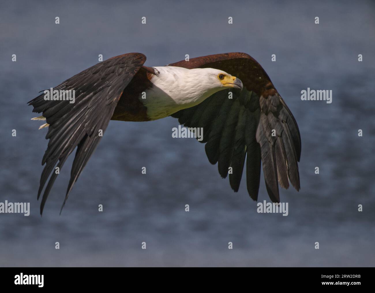 African fish eagle Stock Photo - Alamy