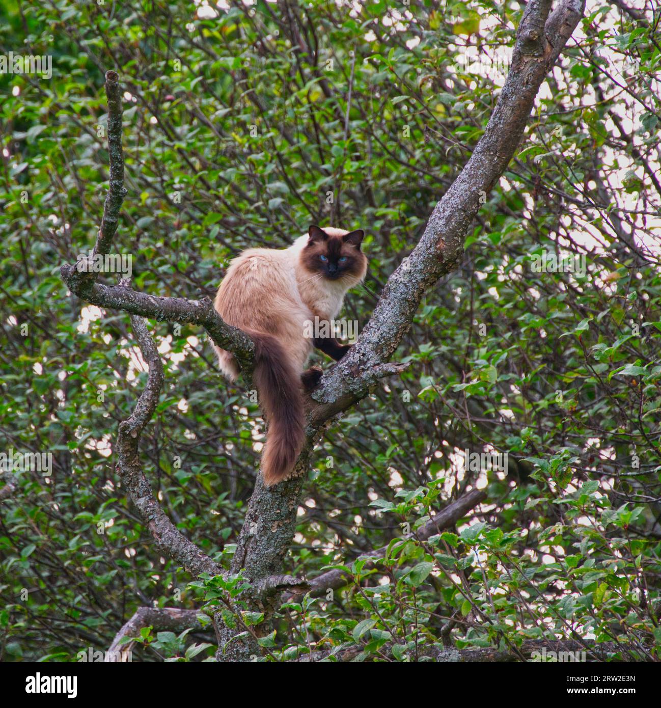 Beautiful ragdoll cat hi-res stock photography and images - Alamy