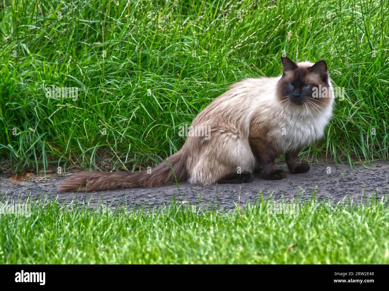 Ragdoll cat up a white poplar tree hi-res stock photography and images ...