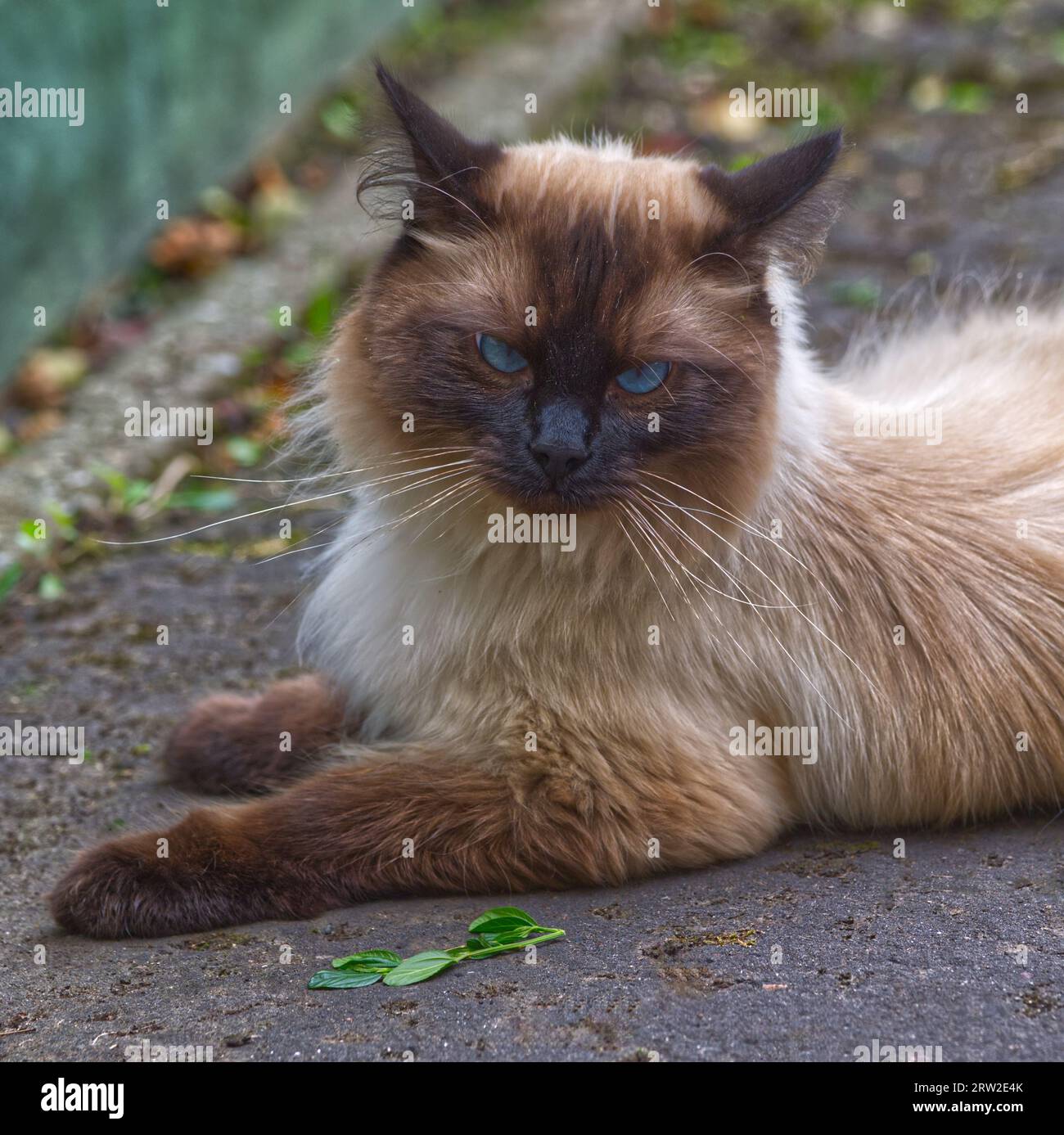 Ragdoll cat up a white poplar tree hi-res stock photography and images ...
