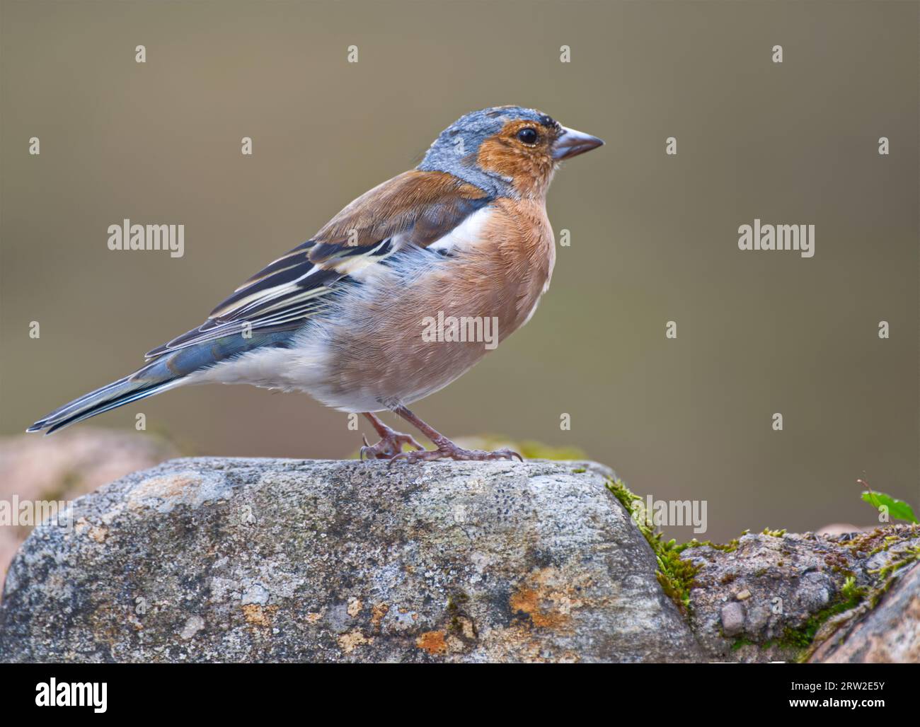 Side pov of male chaffinch hi-res stock photography and images - Alamy