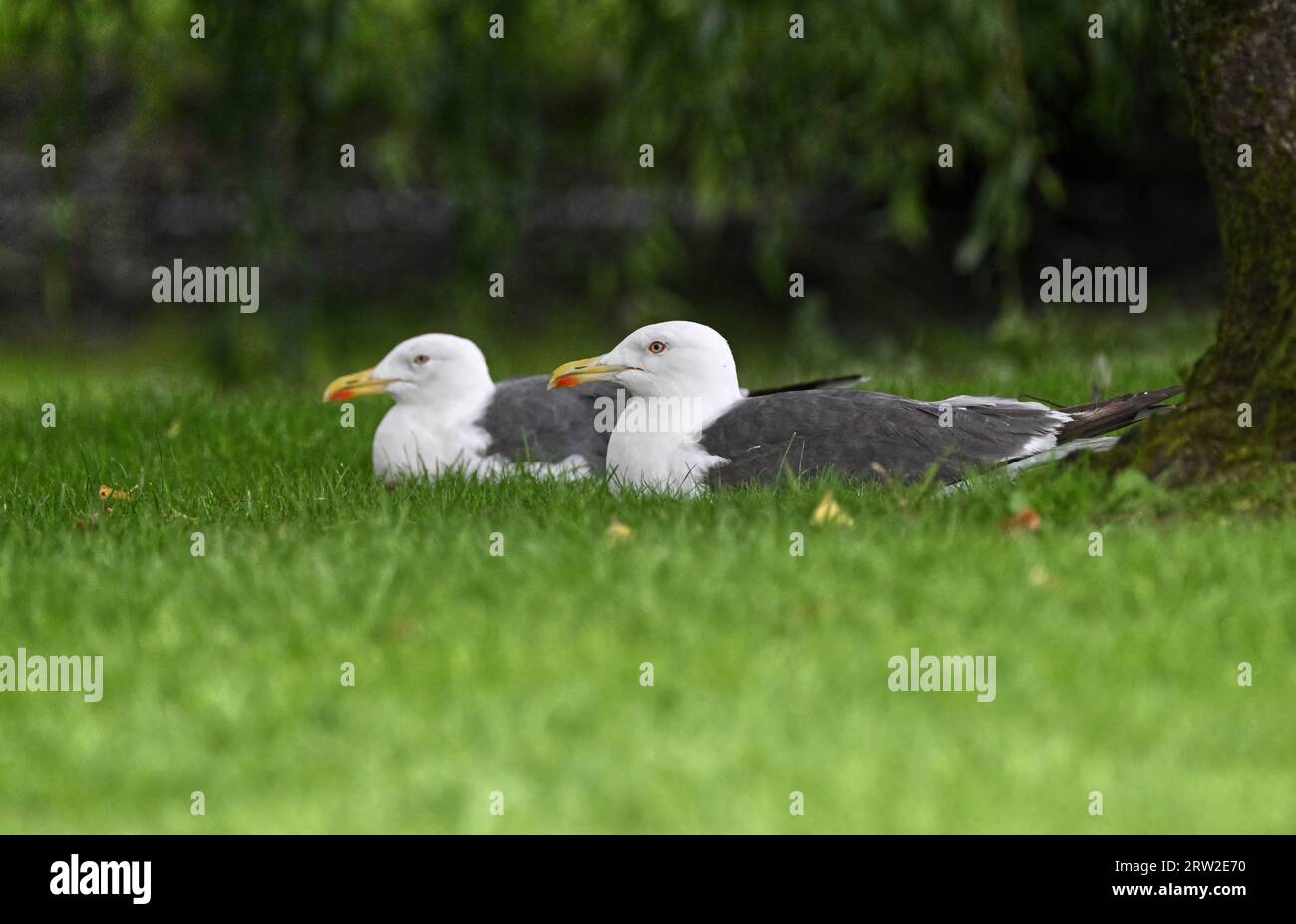 Couple of common gulls side by side on grass hi-res stock photography ...