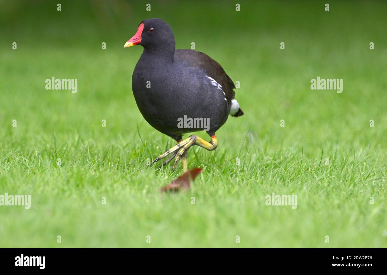 Study of common moorhen hi-res stock photography and images - Alamy