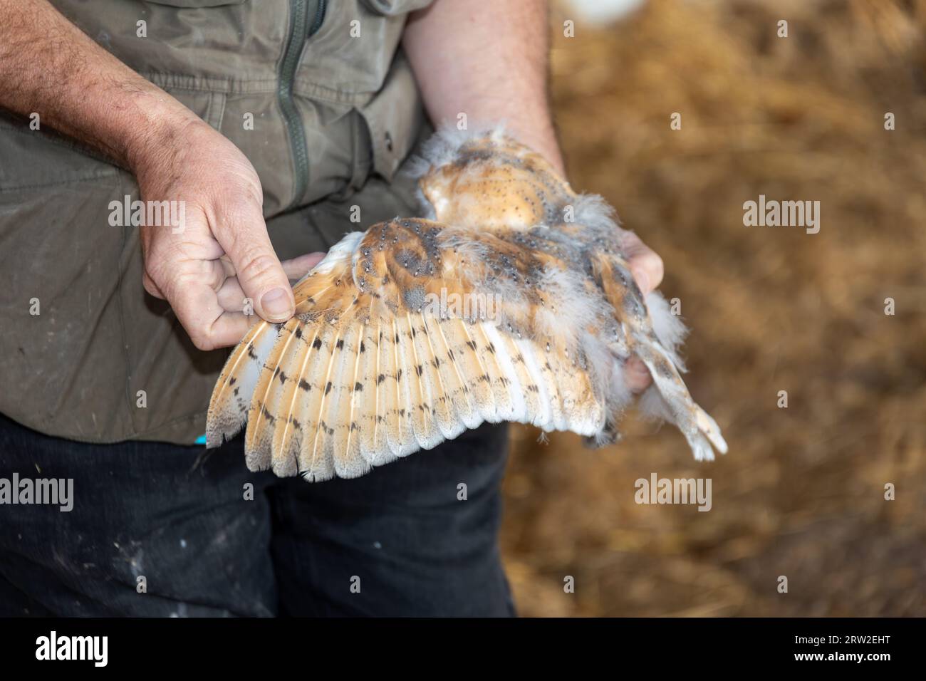 Barn owls being ringed for conservation purposes Stock Photo - Alamy