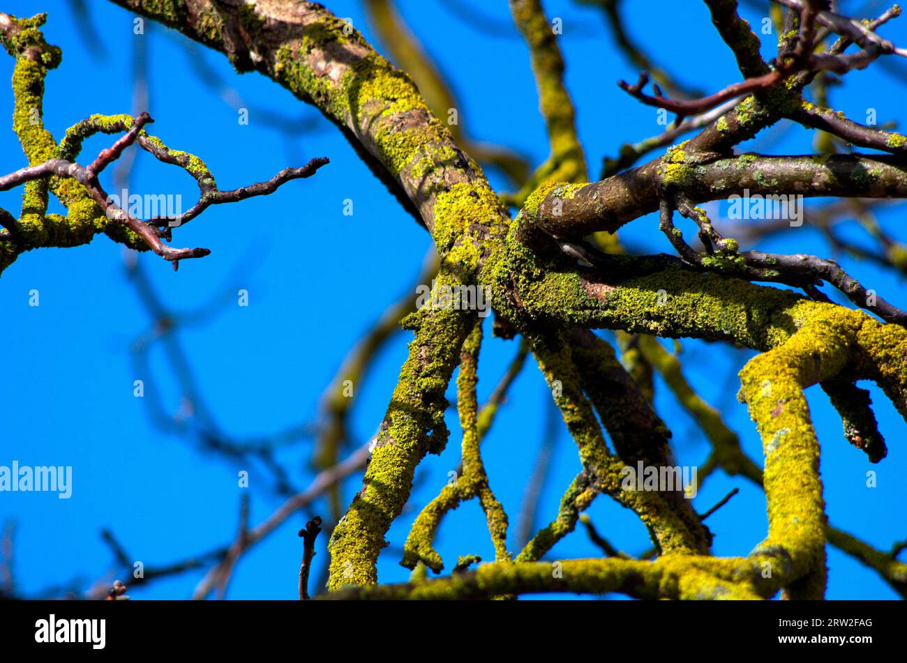 Ramo di ramo di muschio hi-res stock photography and images - Alamy