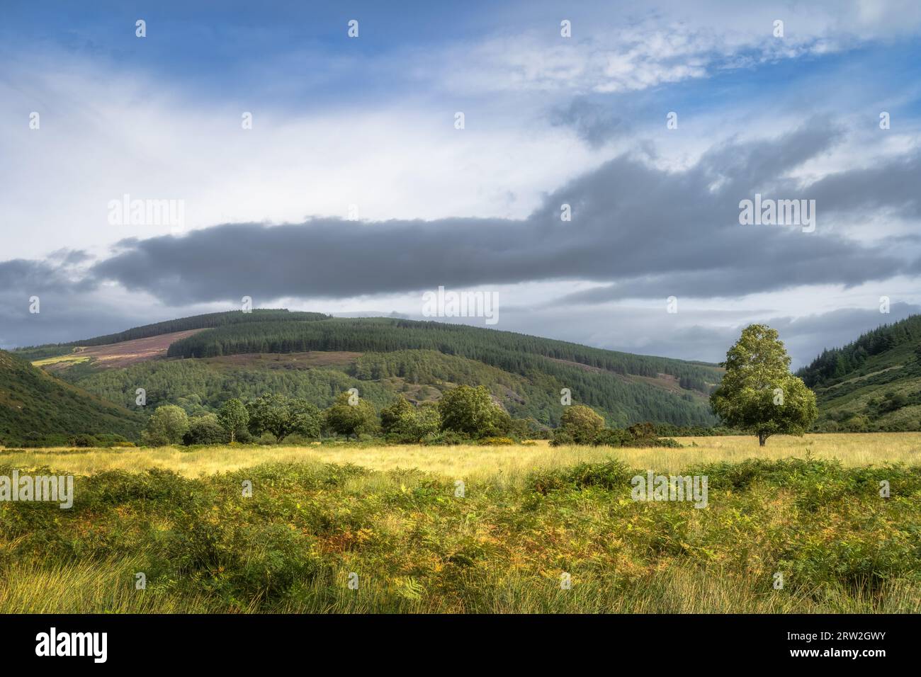 Green and golden brown ferns on a field with forest in background, lake ...