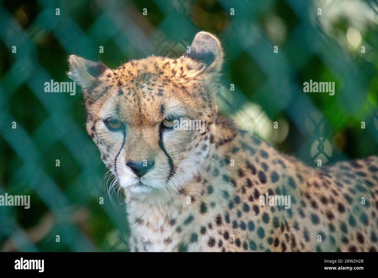 The sleek and swift cheetah (Acinonyx jubatus) hails from the African ...