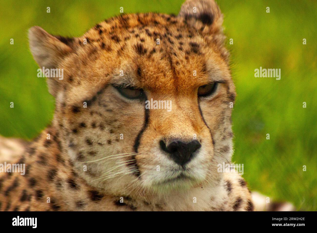 The sleek and swift cheetah (Acinonyx jubatus) hails from the African ...