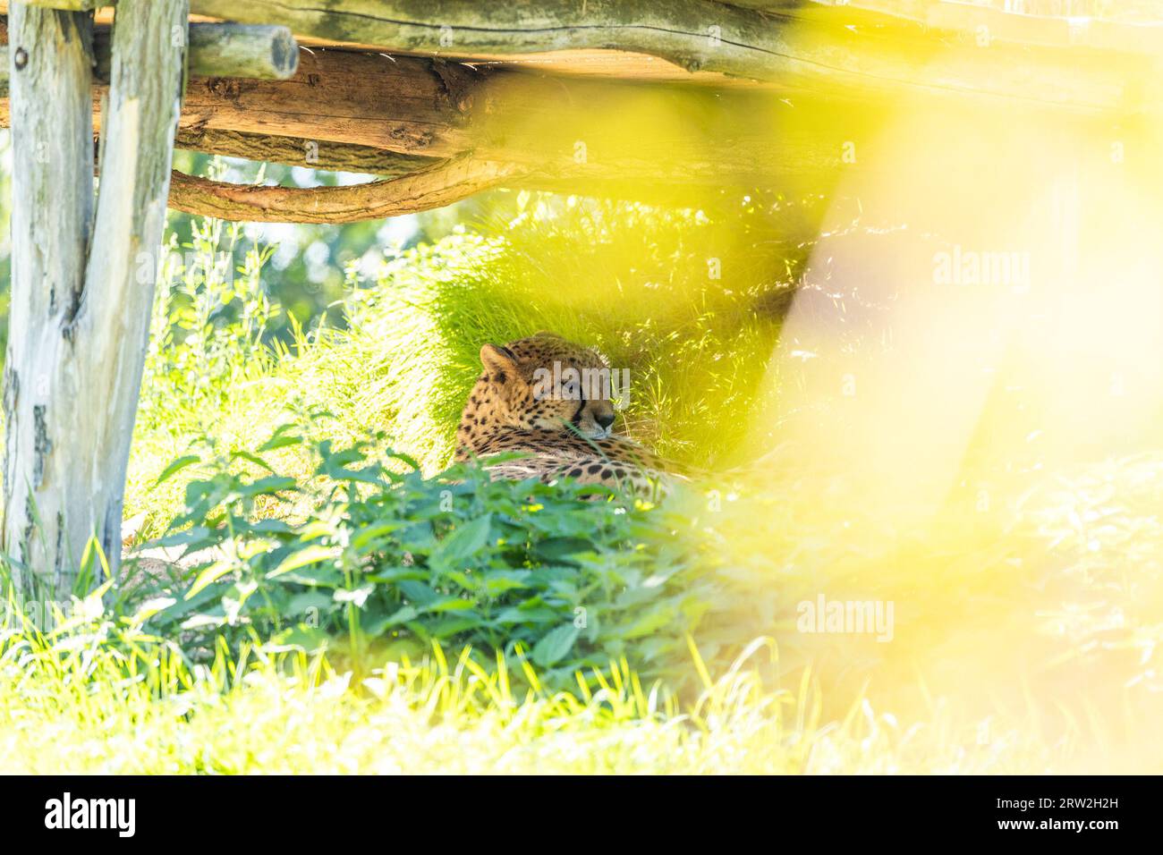 The sleek and swift cheetah (Acinonyx jubatus) hails from the African ...