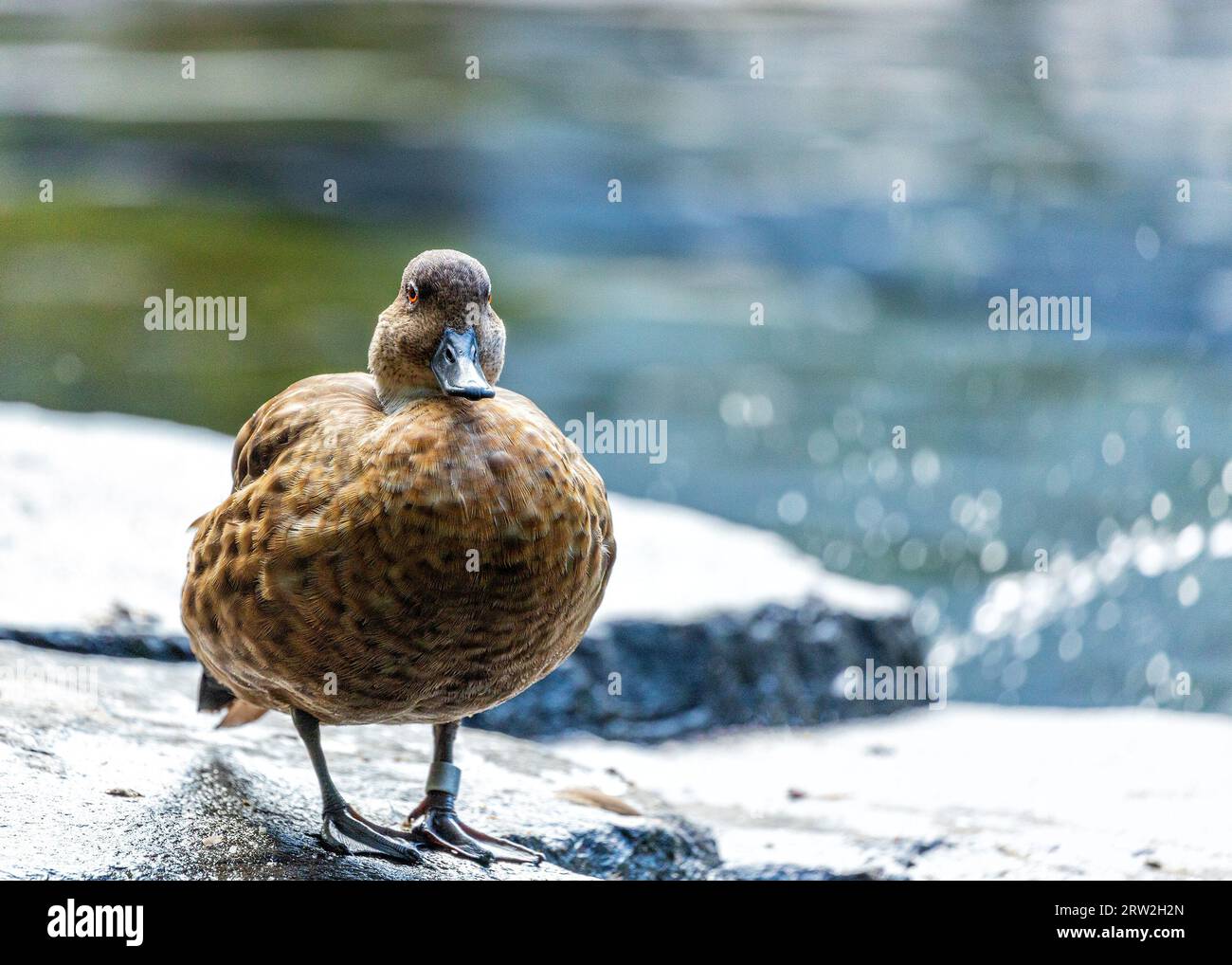 Australian duck species hi-res stock photography and images - Alamy