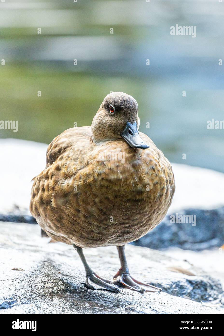 Australian duck species hi-res stock photography and images - Alamy