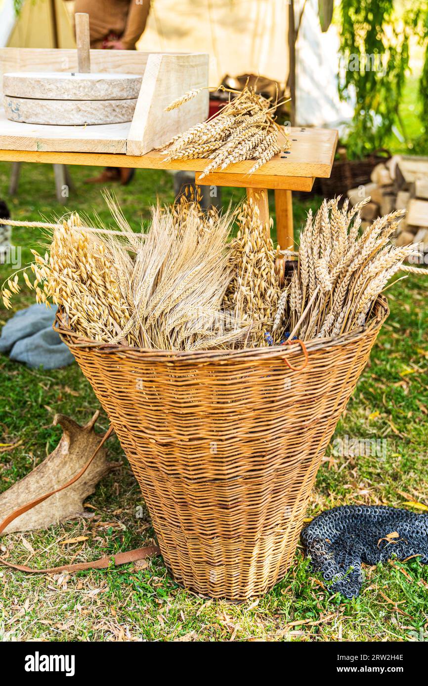 basket full of wheat and barley crops with wooden table behind at a ...