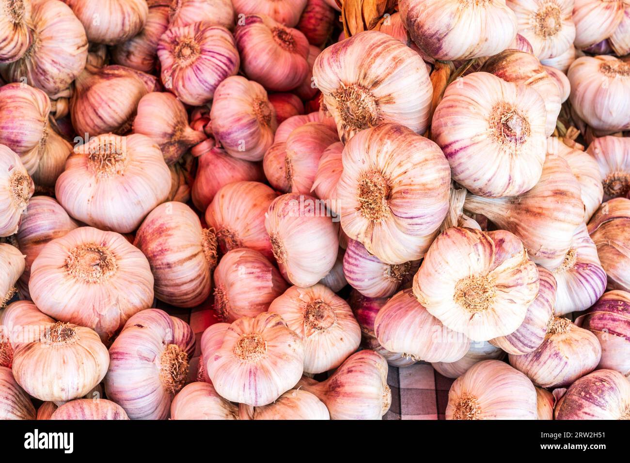 Top down close up view of Pink Garlic bulbs, Allium sativum, filling ...