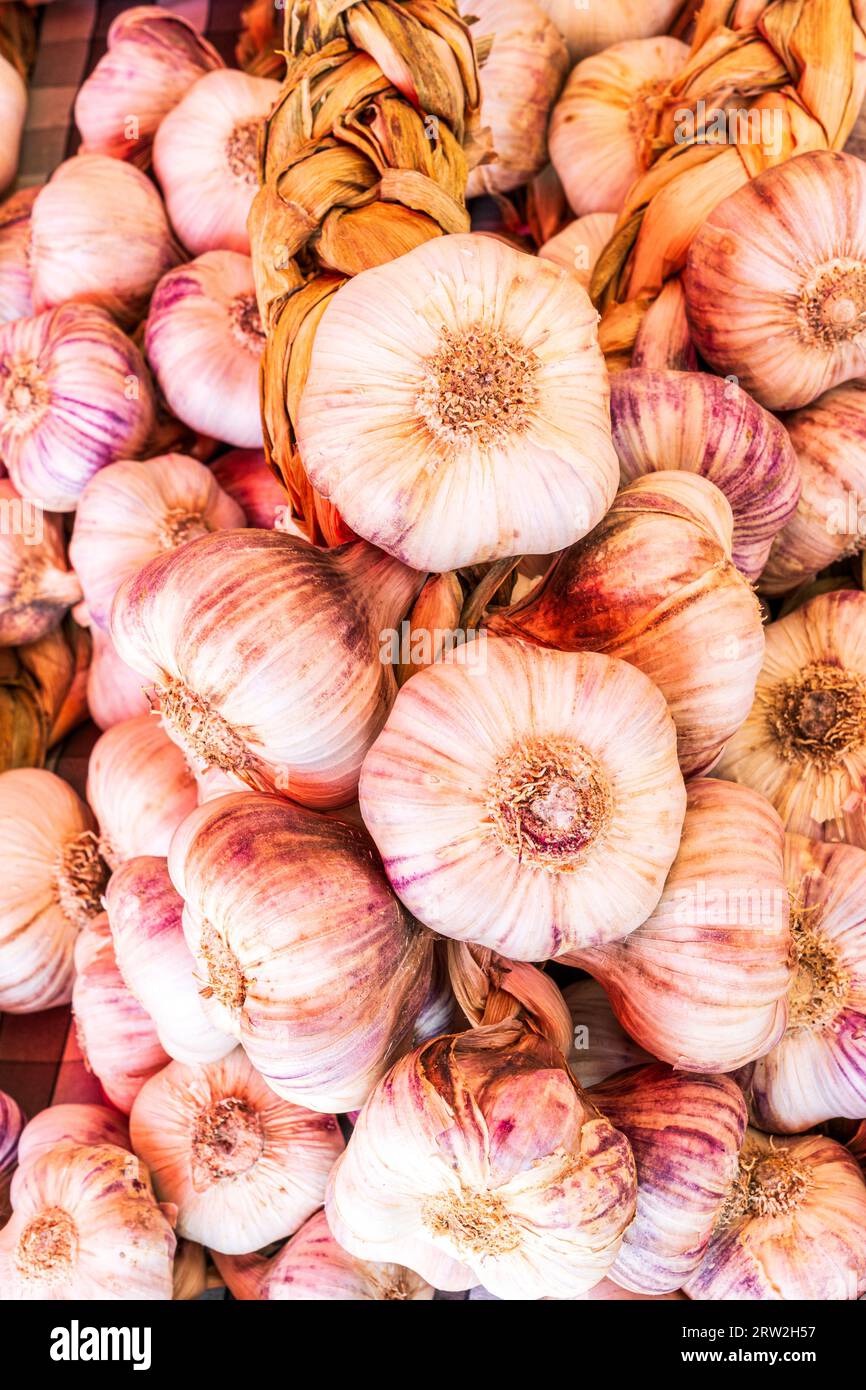 Top down close up view of Pink Garlic bulbs, Allium sativum, filling ...