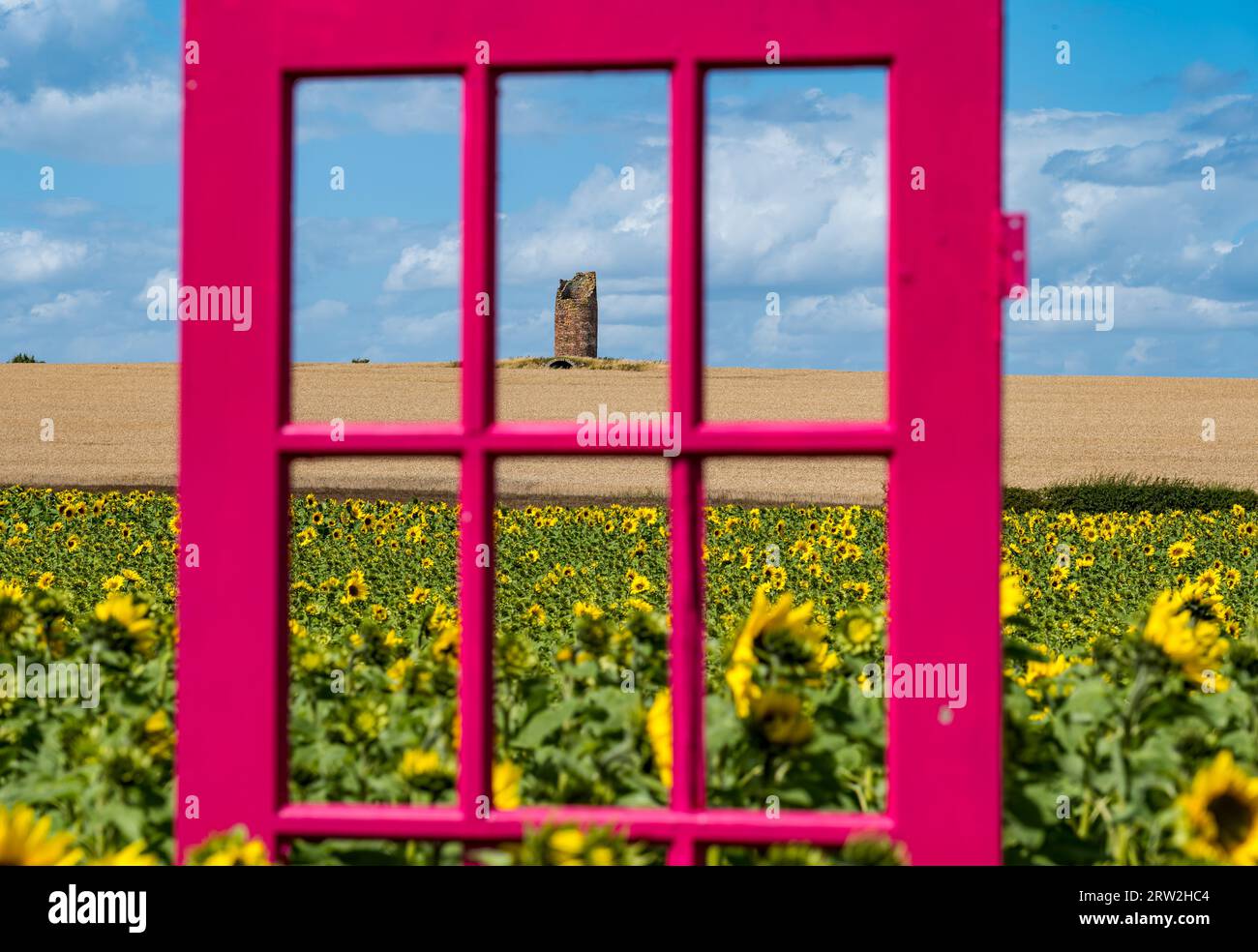 Colourful door in sunflower field, Balgone Barns Farm with ruined ...