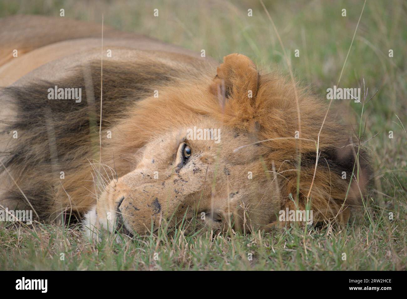 Adult male lion lies on ground looking relaxed into camera, head down ...