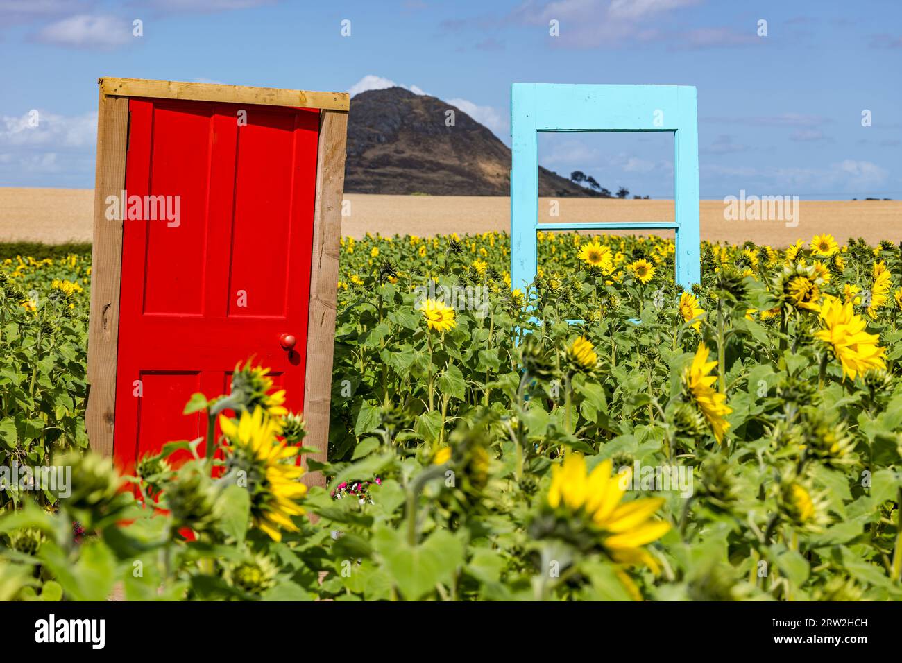 Colourful doors in sunflower field, Balgone Barns Farm, East Lothian ...