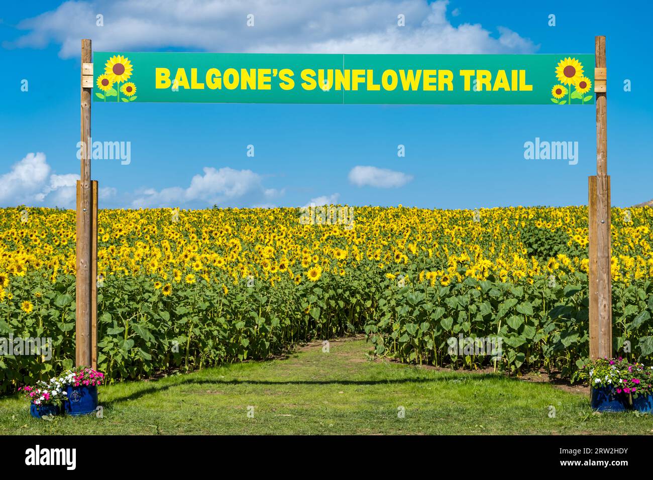 Sunflower field and trail, Balgone Barns Farm, East Lothian, Scotland ...