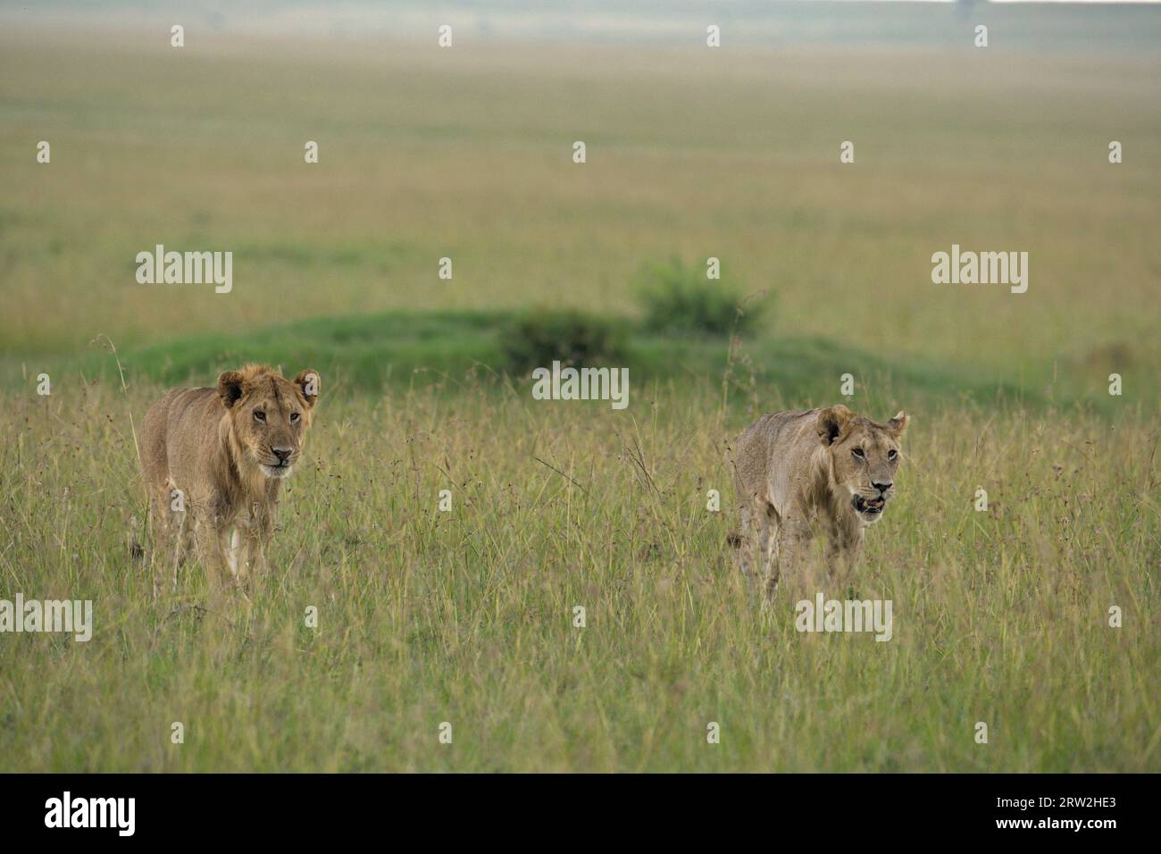 Striding along each other hi-res stock photography and images - Alamy