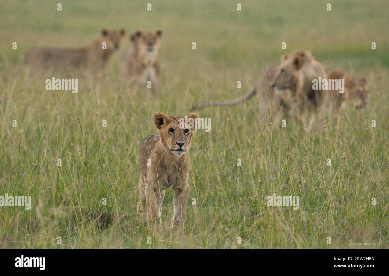 Very young lion watching out in front of some other lions of his pride ...
