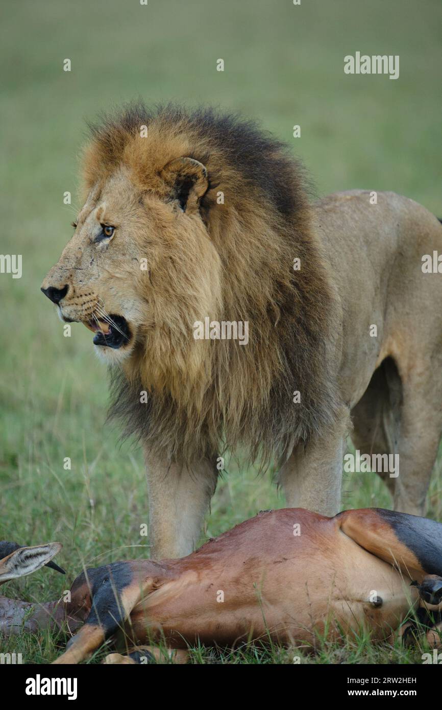 Male lion standing over his recent catch, a dead topi gazelle, looking ...