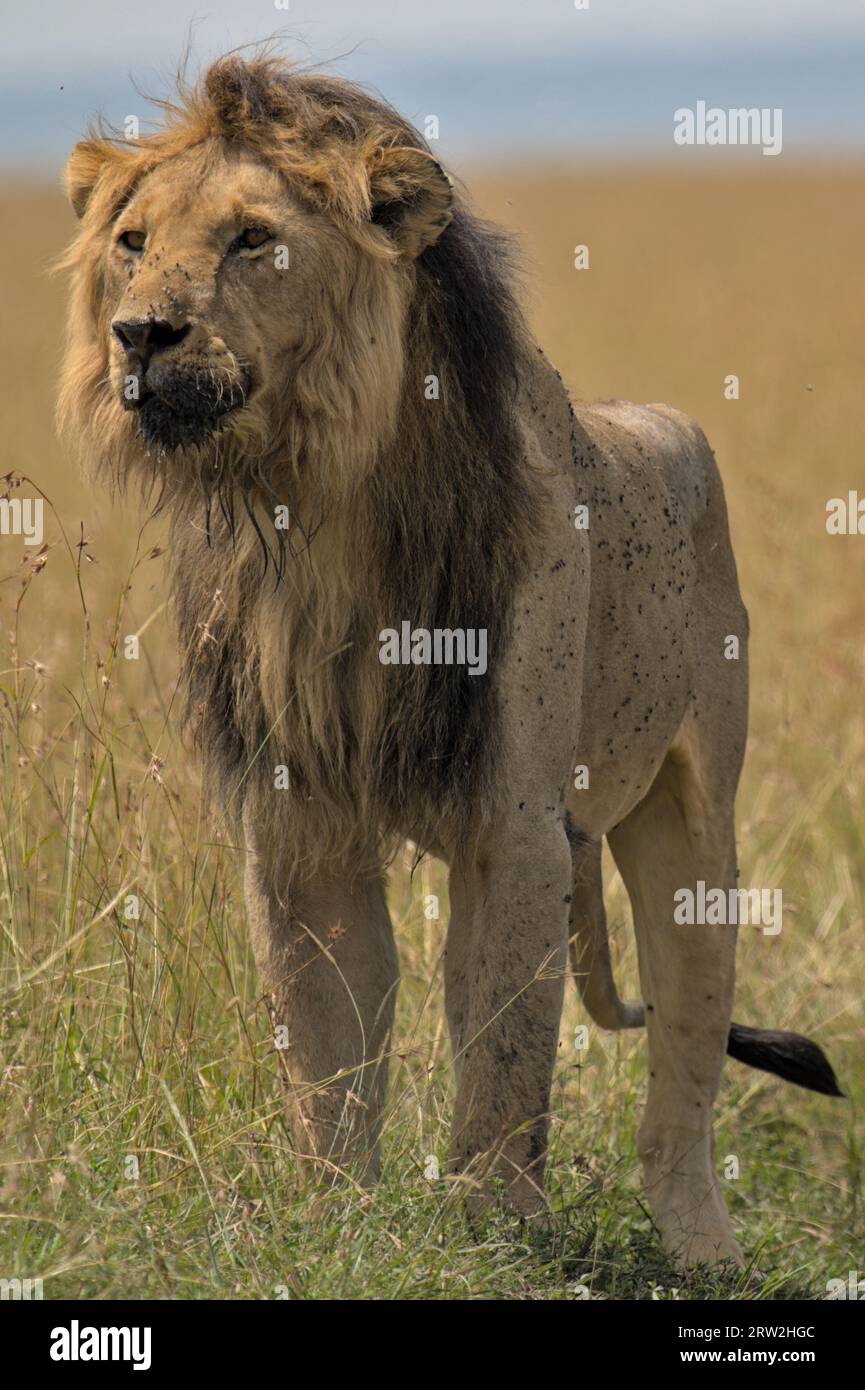 Male lion, Black Rock Boy Lorkulup, standing in savannah looking out ...