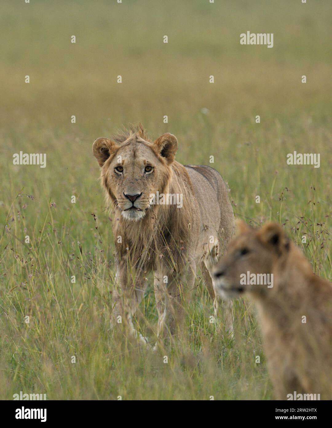 Subadult male lion with short bright mane striding through high grass ...