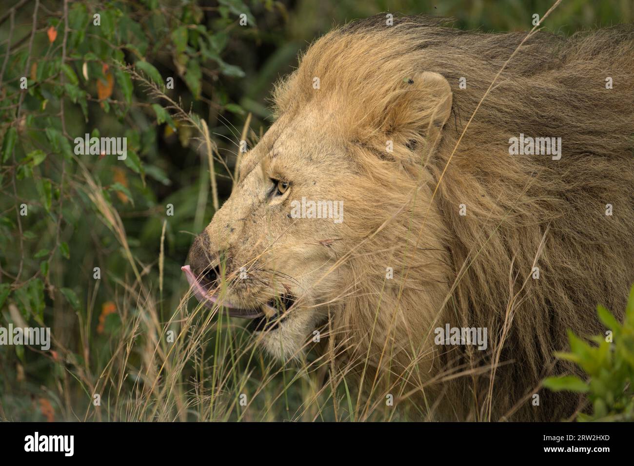 Male eye bright hi-res stock photography and images - Alamy