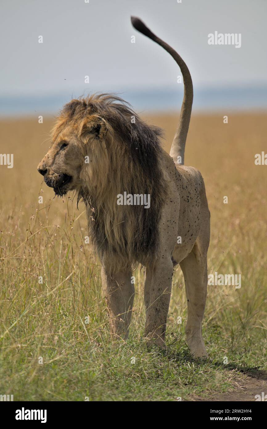 Lorkulop hi-res stock photography and images - Alamy
