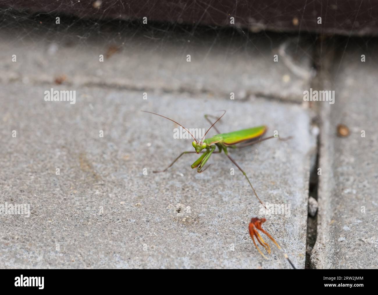 Gray praying mantis hi-res stock photography and images - Alamy