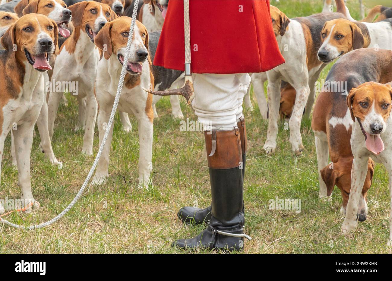 Master of the Hunt standing with his hounds wearing the traditional red ...