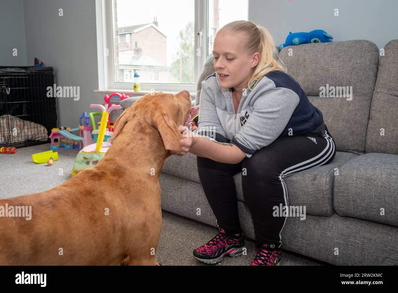 American xl bully breed control hi-res stock photography and images - Alamy