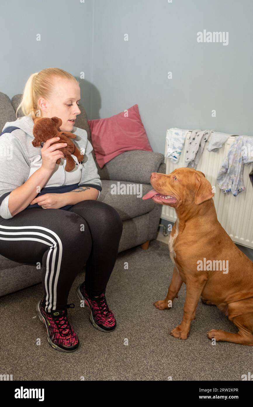 Xl bully dog hi-res stock photography and images - Alamy