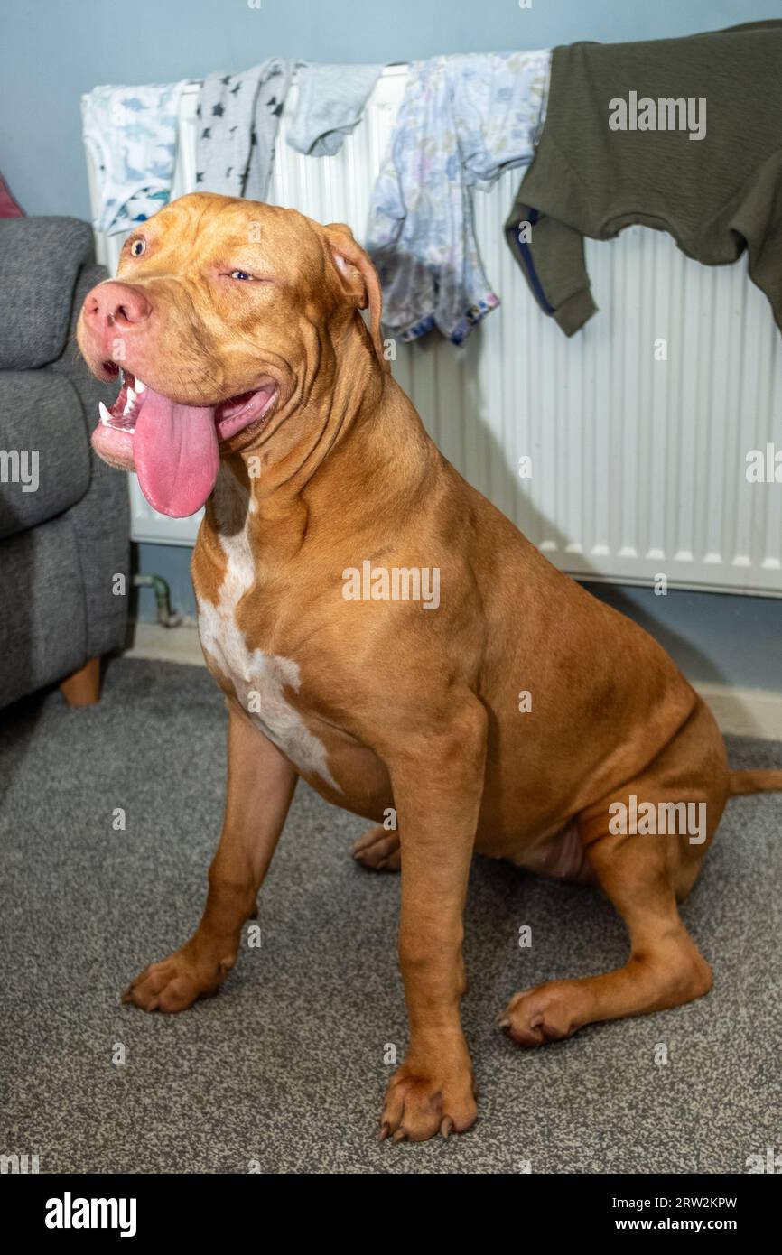 Xl bully at home hi-res stock photography and images - Alamy